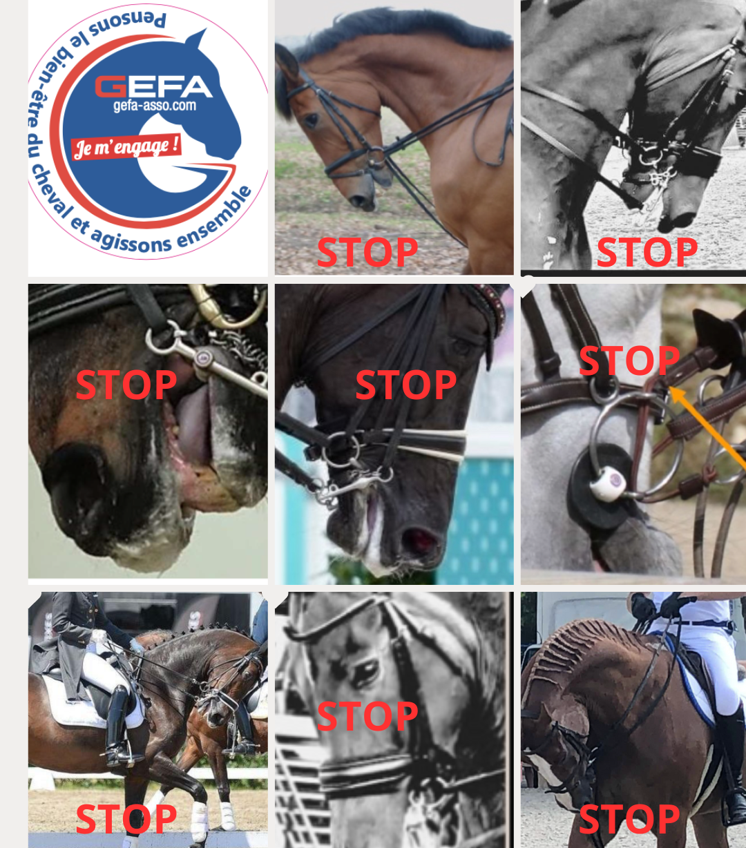 MOBILISATION VIA LES RÉSEAUX SUR LES SIGNES DE SOUFFRANCE DES ÉQUIDÉS ...